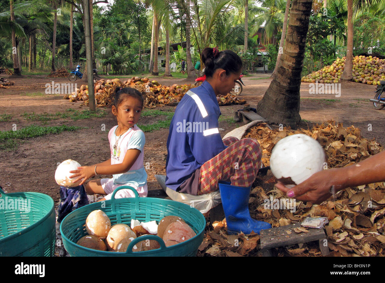 Copra processing hi-res stock photography and images - Alamy
