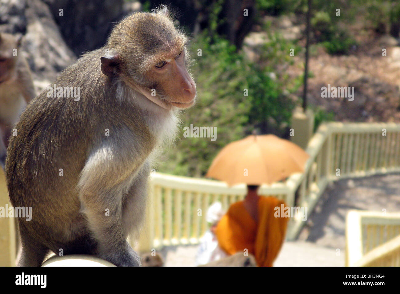 Monkey buddhist monk temple nuns hi-res stock photography and images ...