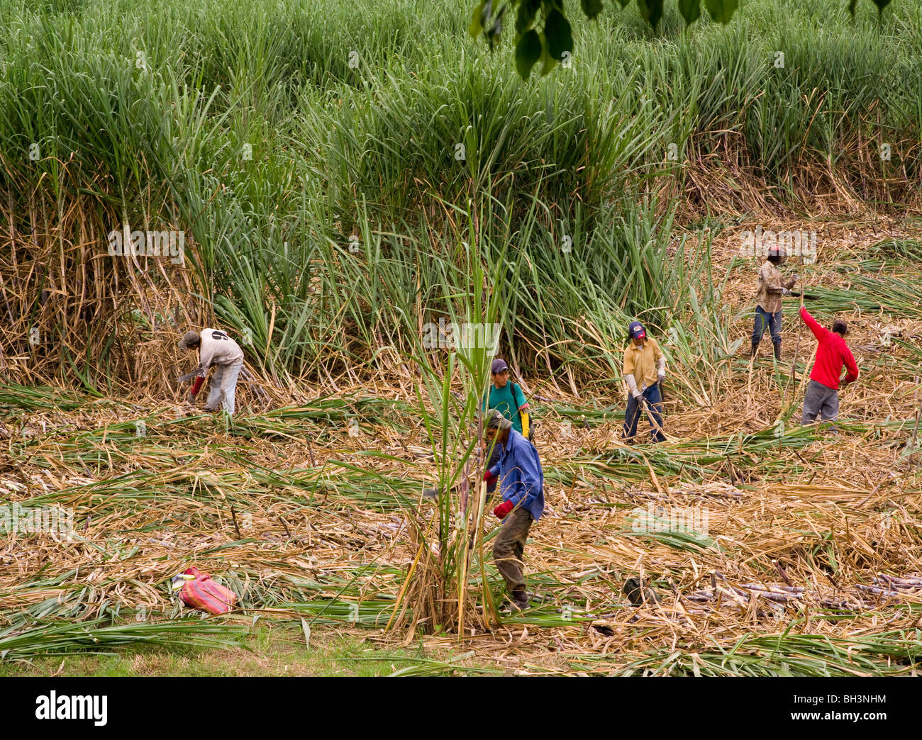 Ecuador. Province of Guayas. Sugar cane cultivation. Cane harvesting ...