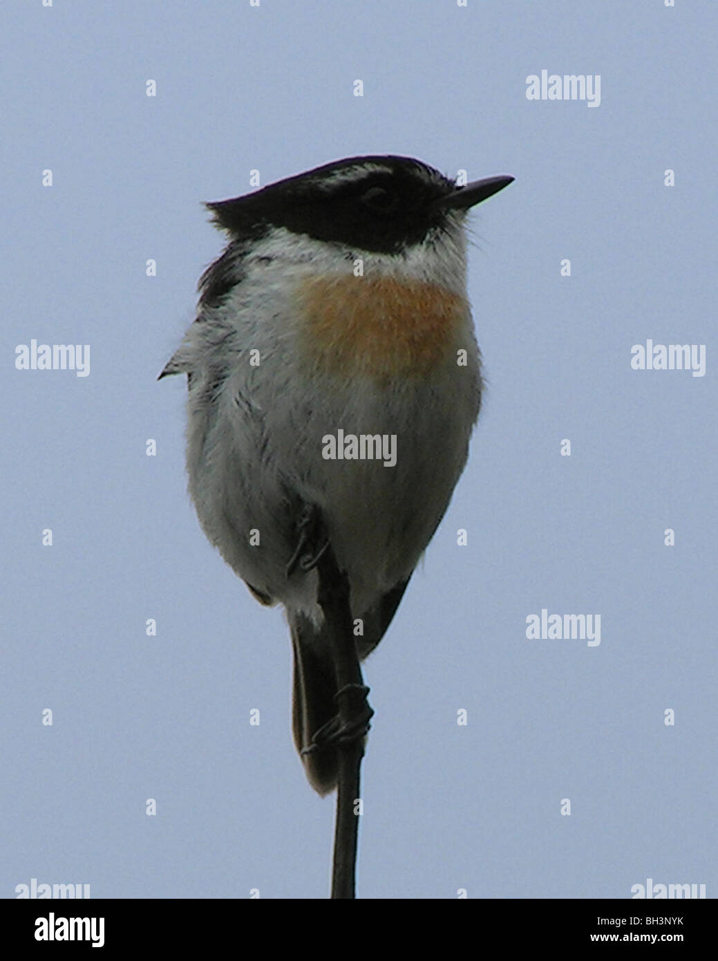 Reunion Island Bird High Resolution Stock Photography and Images - Alamy