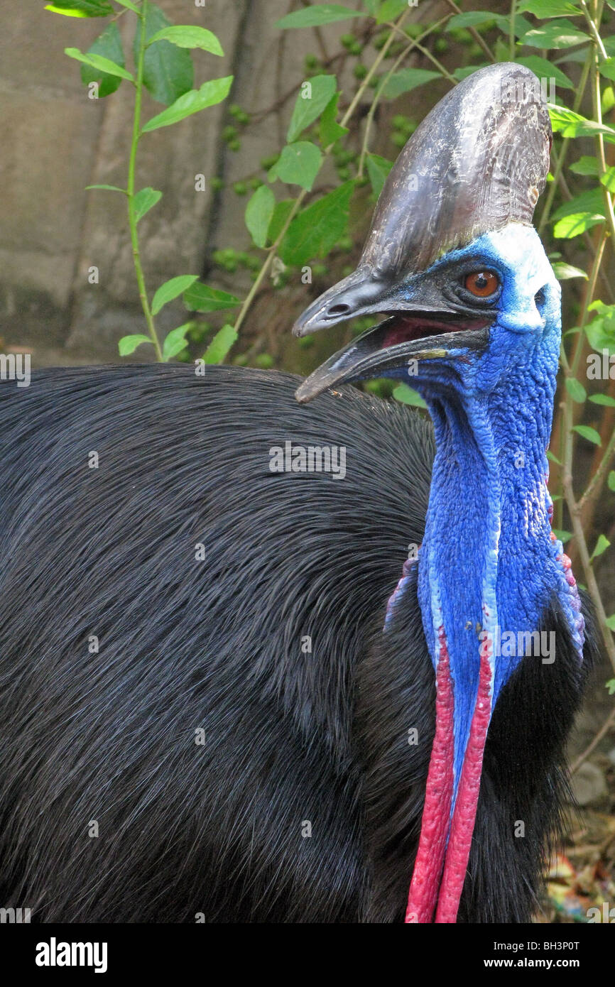 Ratite family hi-res stock photography and images - Alamy