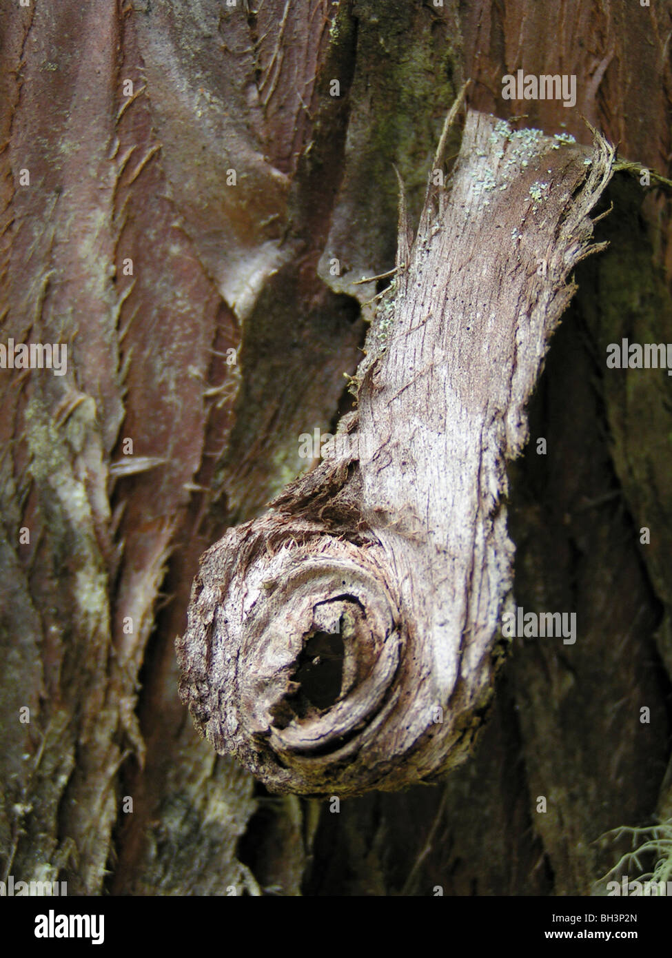 Tree bark structure Stock Photo - Alamy