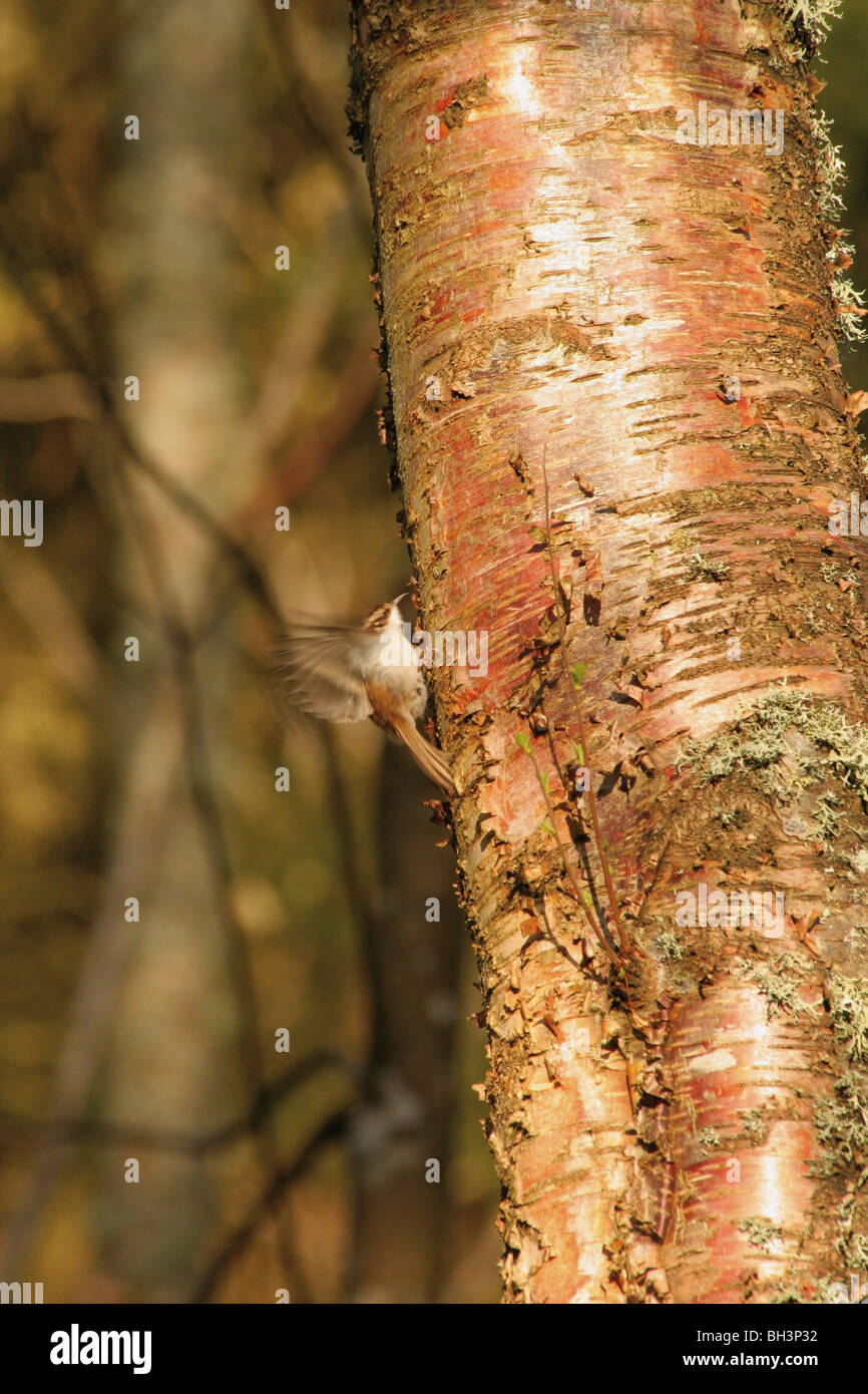 Trunk insects hi-res stock photography and images - Alamy