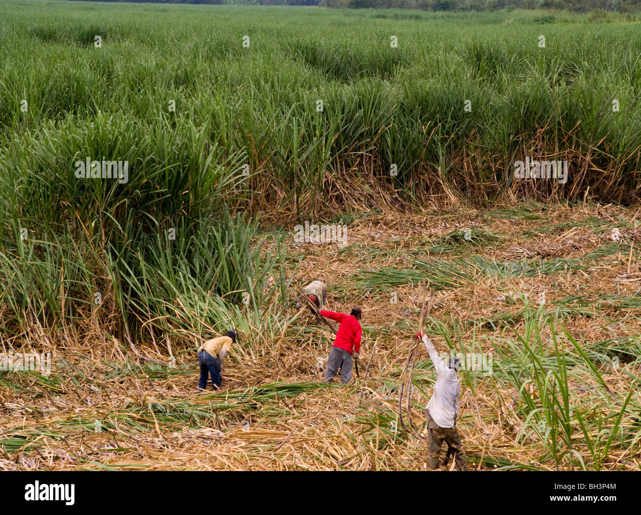 Ecuador. Province of Guayas. Sugar cane cultivation. Cane harvesting ...
