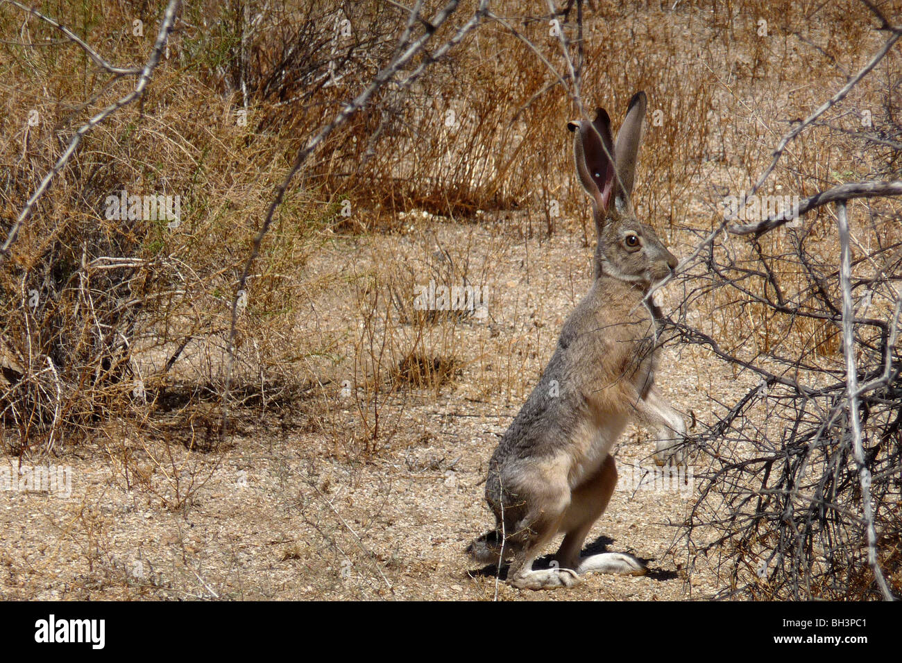 HARE STANDING UP ON ITS BACK LEGS IN THE DESERT, JOSHUA TREE NATIONAL ...
