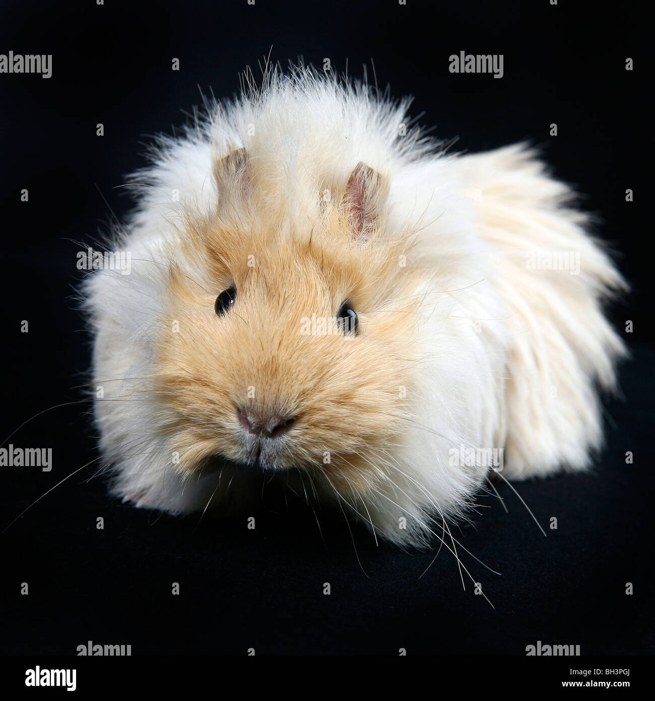 Angora guinea pig hi-res stock photography and images - Alamy