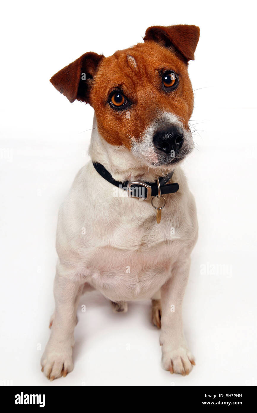 JACK RUSSELL TERRIER, STUDIO PHOTO, FRANCE Stock Photo - Alamy