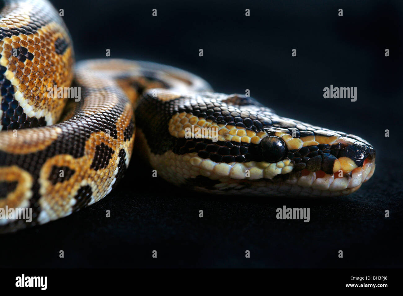 ROYAL PYTHON, STUDIO PHOTO, FRANCE Stock Photo - Alamy