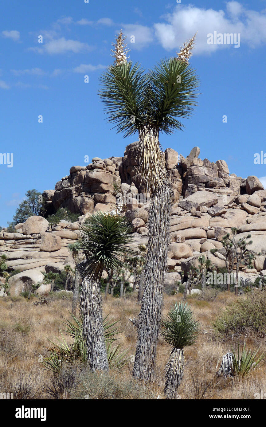 THE MOJAVE YUCCA PLANT IN THE DESERT, JOSHUA TREE NATIONAL PARK ...