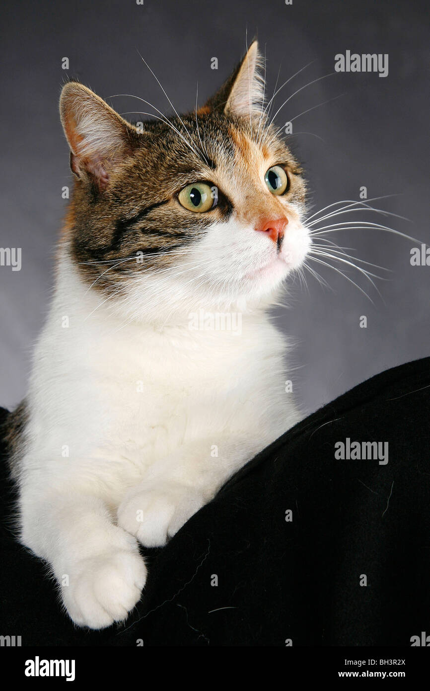 COMMON TABBY CAT, STUDIO PHOTO, FRANCE Stock Photo - Alamy