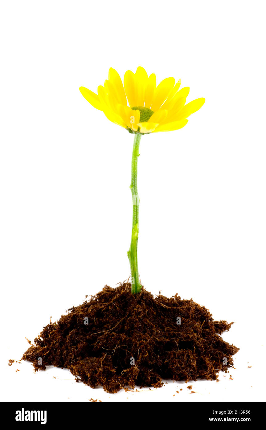 young flower. Isolation on white Stock Photo - Alamy