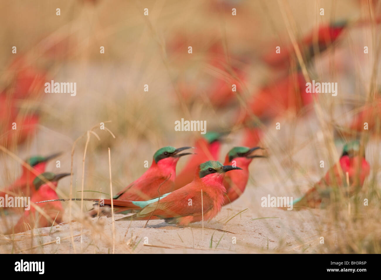 Group of carmine bee-eaters in southern Africa. The photo was taken in ...