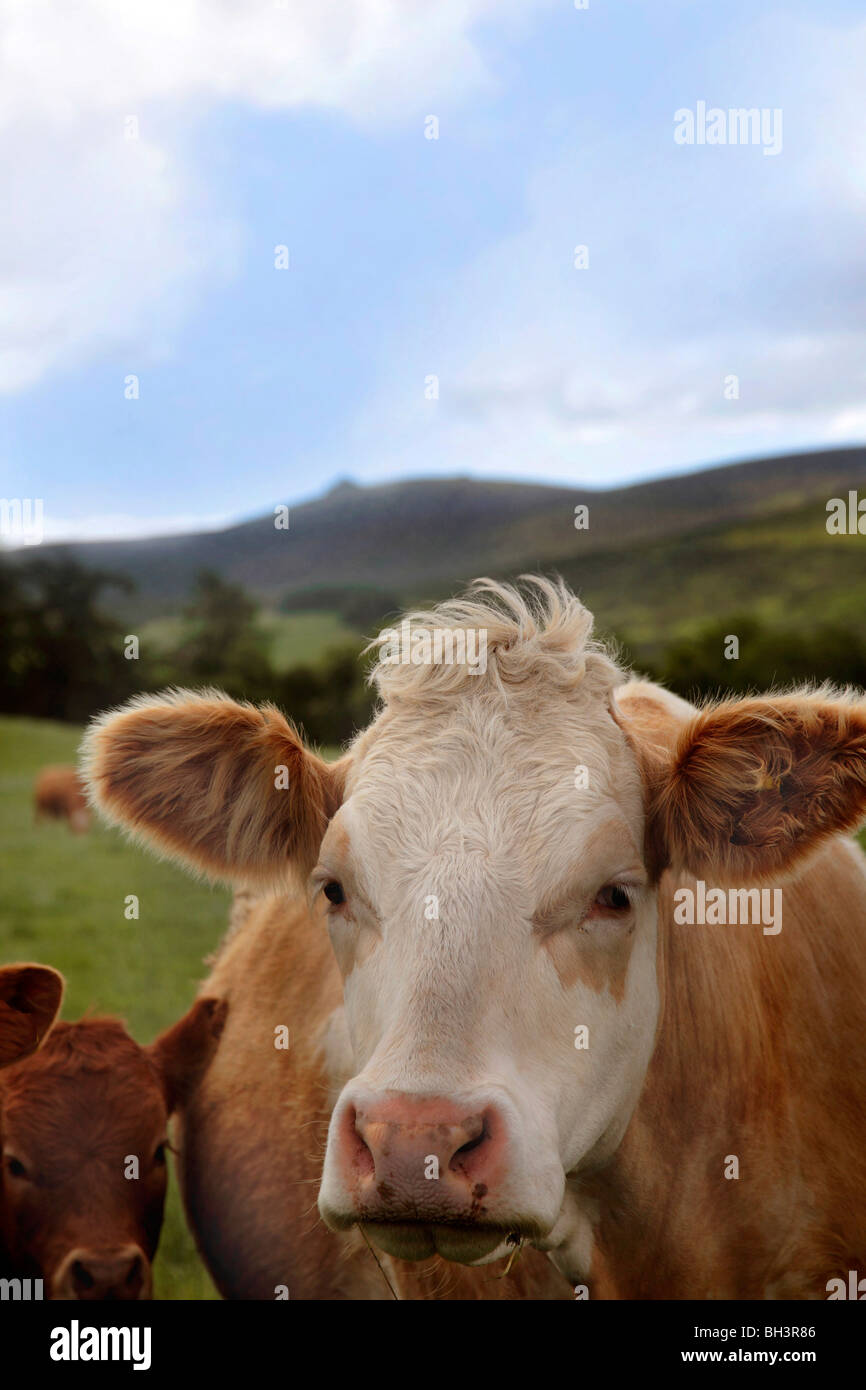 Cattle in the distance hi-res stock photography and images - Alamy