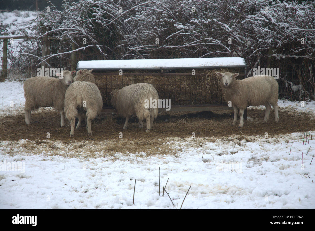 Feed my sheep hi-res stock photography and images - Alamy