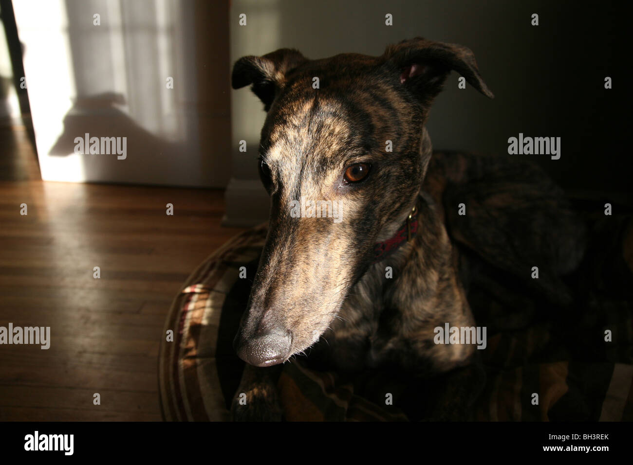 Brindle greyhound hi-res stock photography and images - Alamy