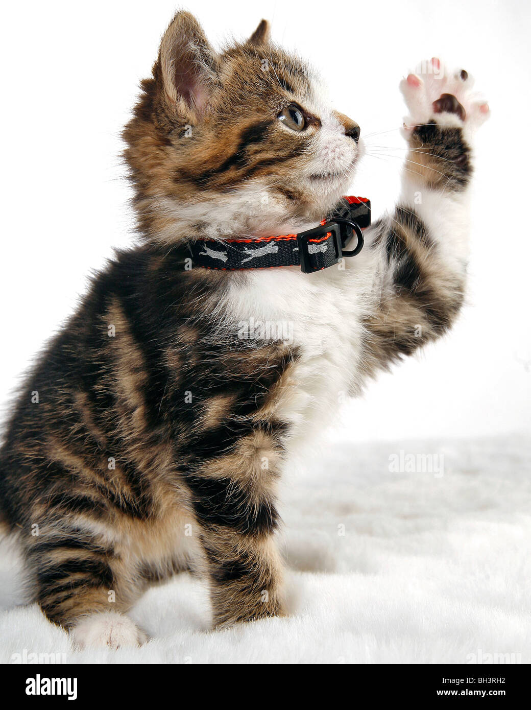 Portrait common tabby cat hi-res stock photography and images - Alamy