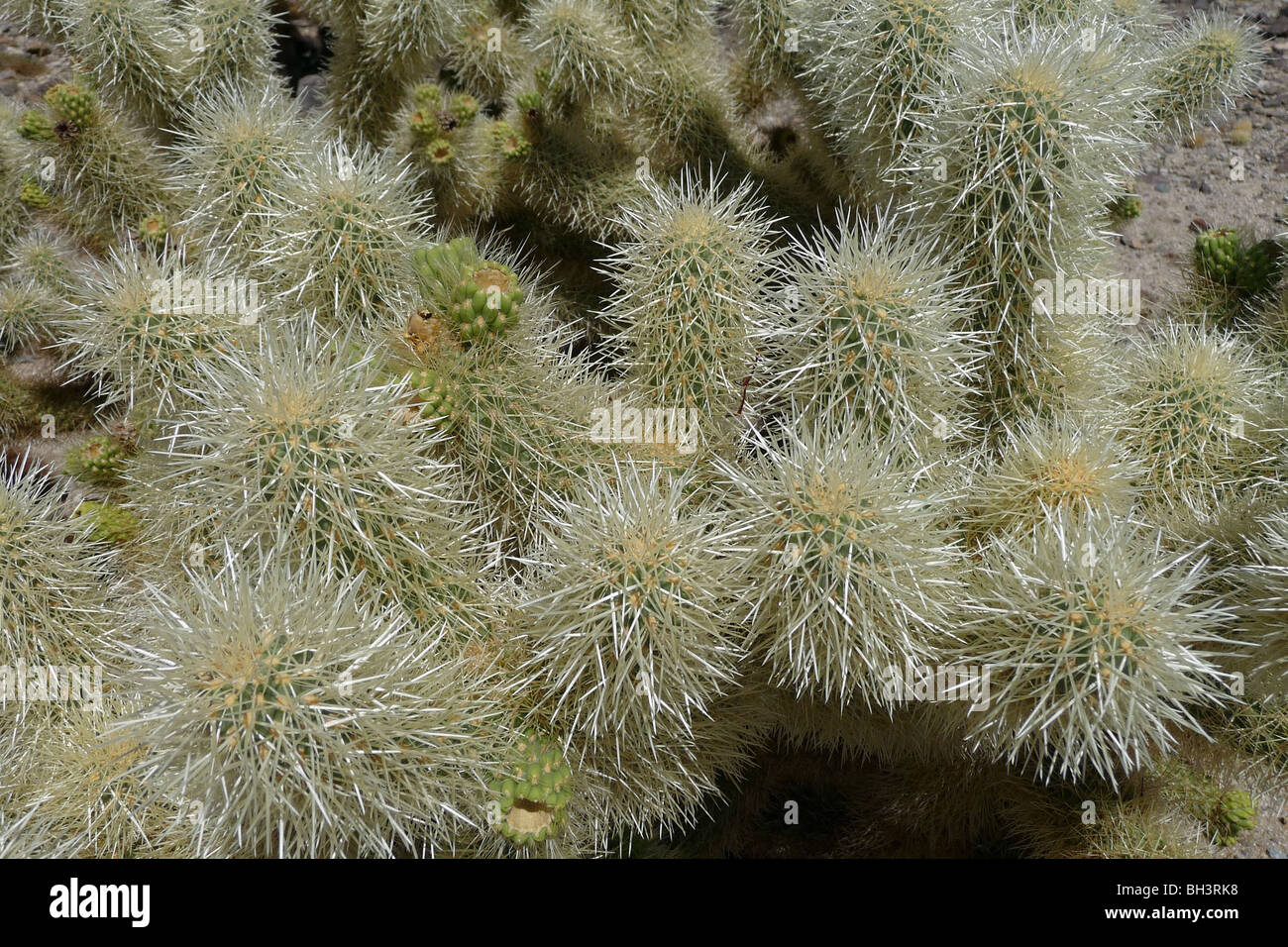 Horizontal photo close up of a cholla cactus in the desert hi-res stock ...