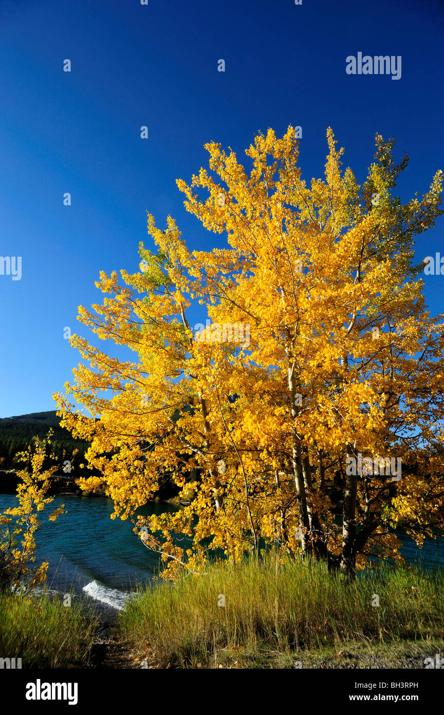 Trembling aspen (Populus tremuloides) in autumn on banks of Barrier ...