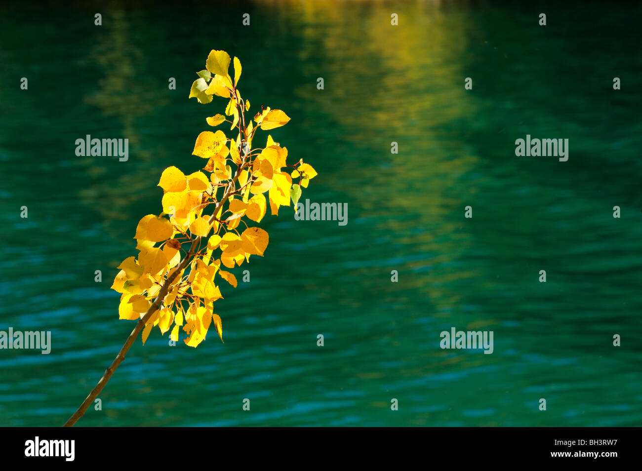 Trembling aspen (Populus tremuloides) in autumn on banks of Barrier ...