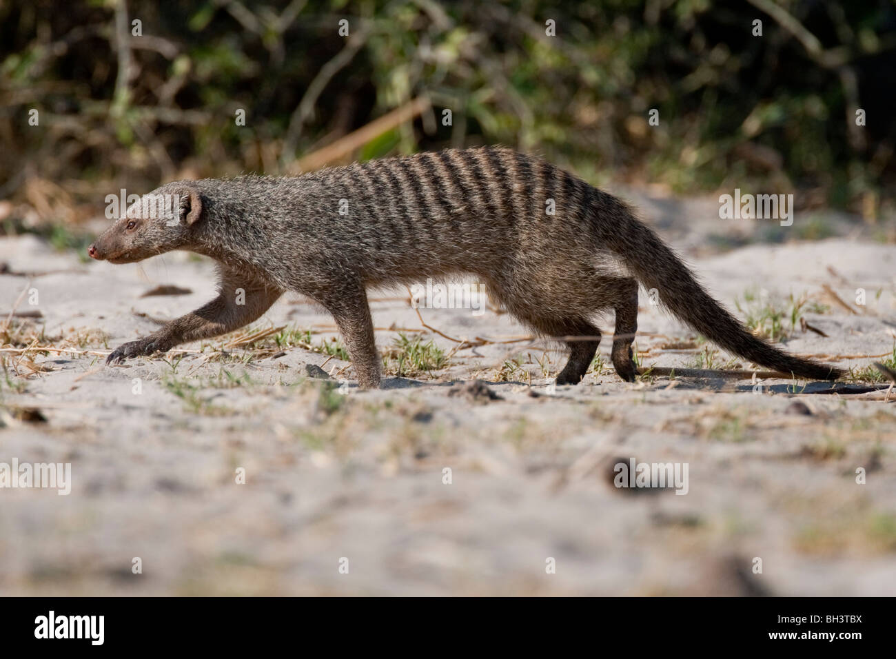 Portrait of a banded mongoose in southern Africa. The photo was taken ...