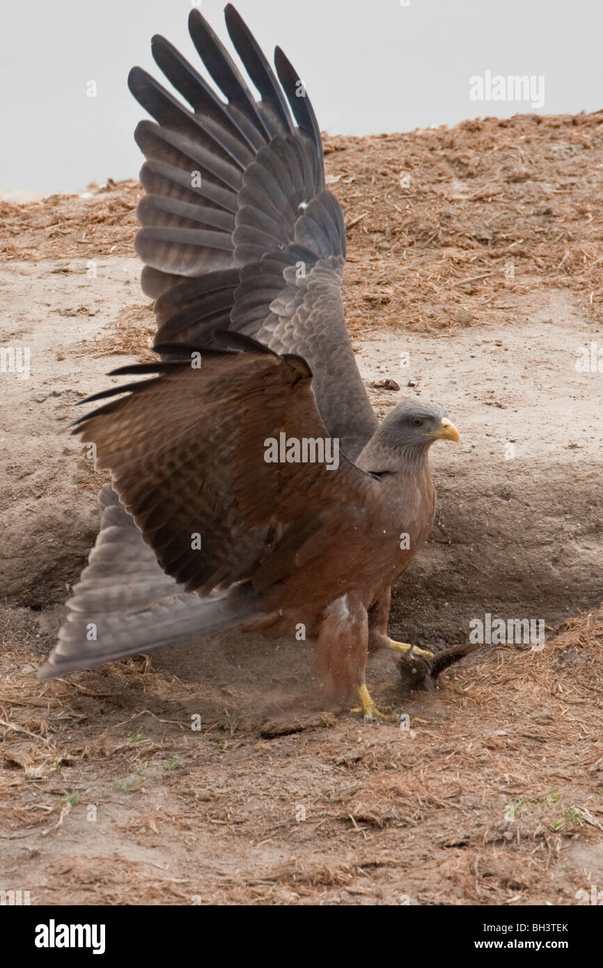 Yellow-billed kite with its prey. The photo was taken in Zimbabwe's ...