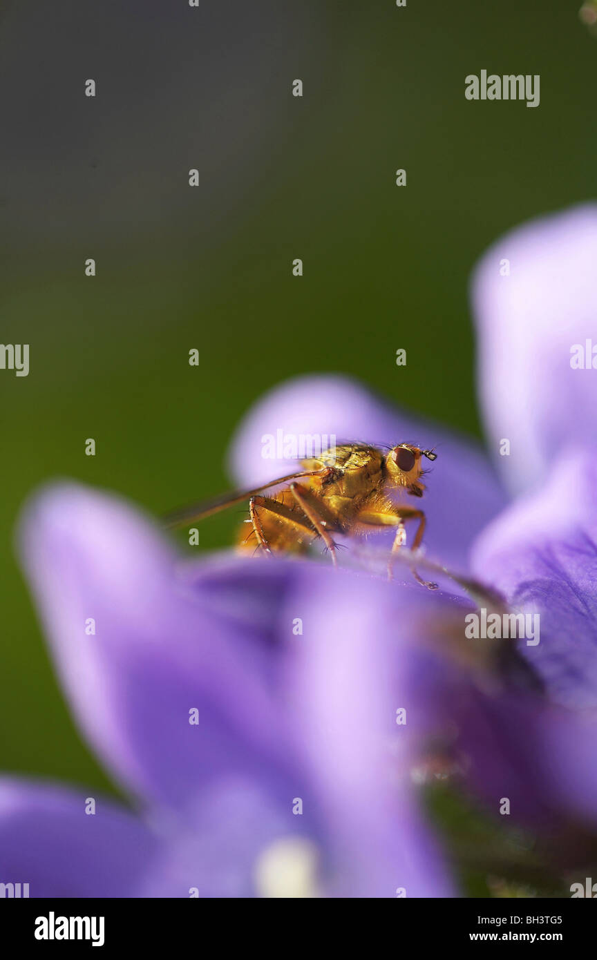 Diptera hi-res stock photography and images - Alamy