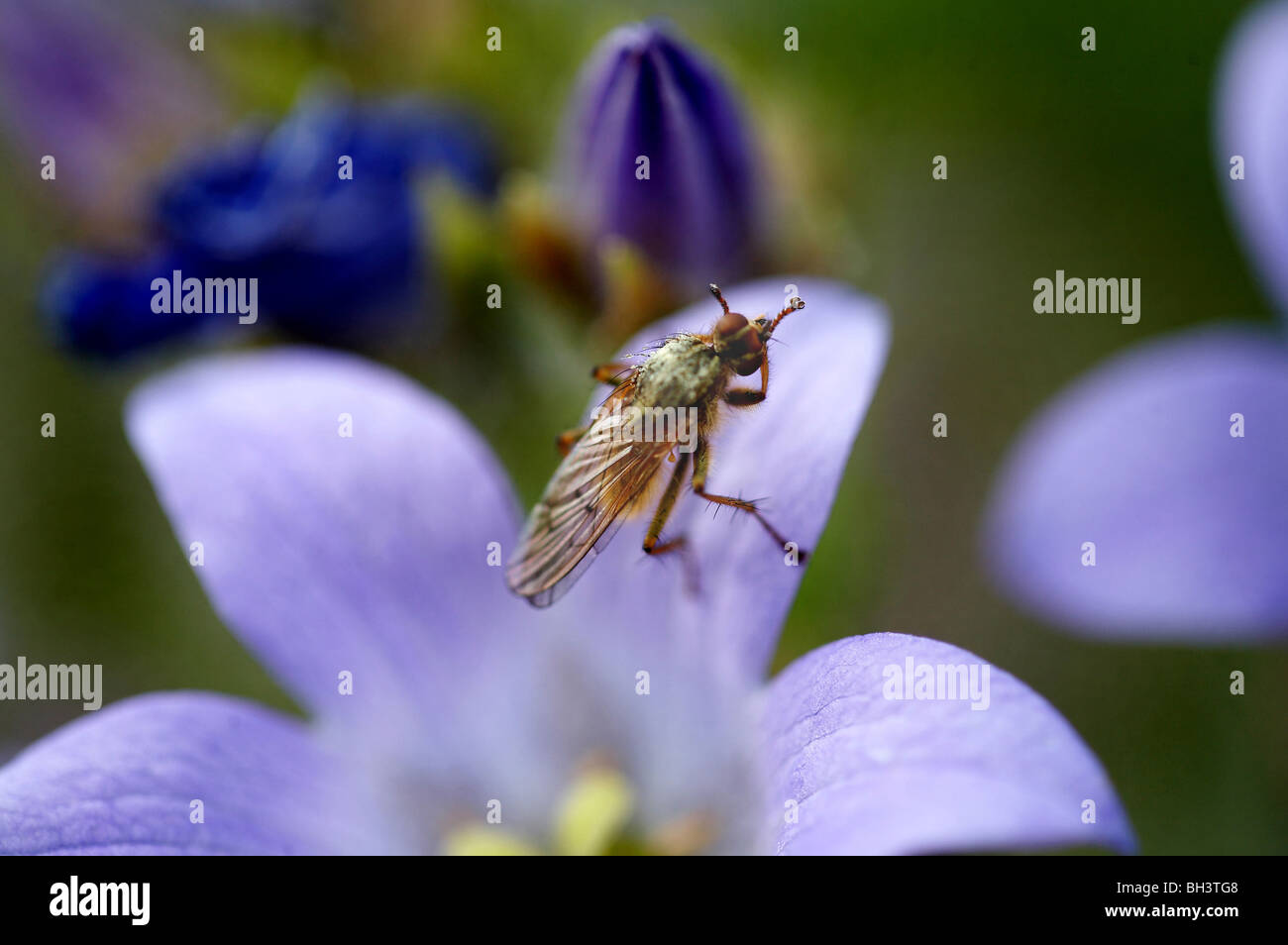 Diptera hi-res stock photography and images - Alamy