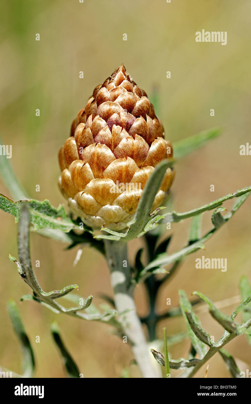 Thistle pine cone hi-res stock photography and images - Alamy