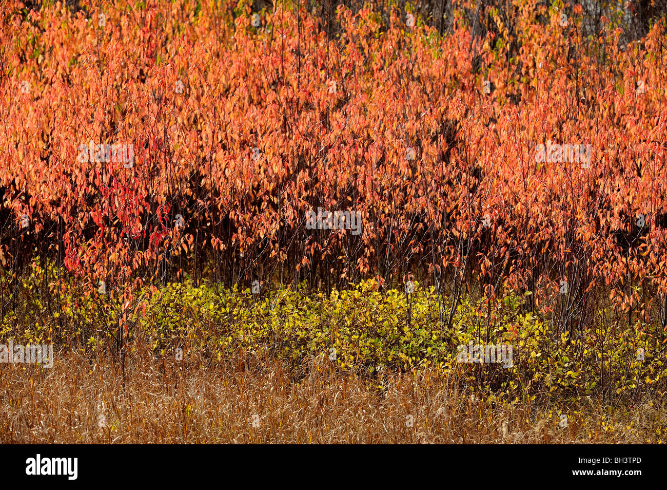 Pincherry (Prunus pennsylvanica) in autumn, Crooked Lake PP/Qu'Appelle ...