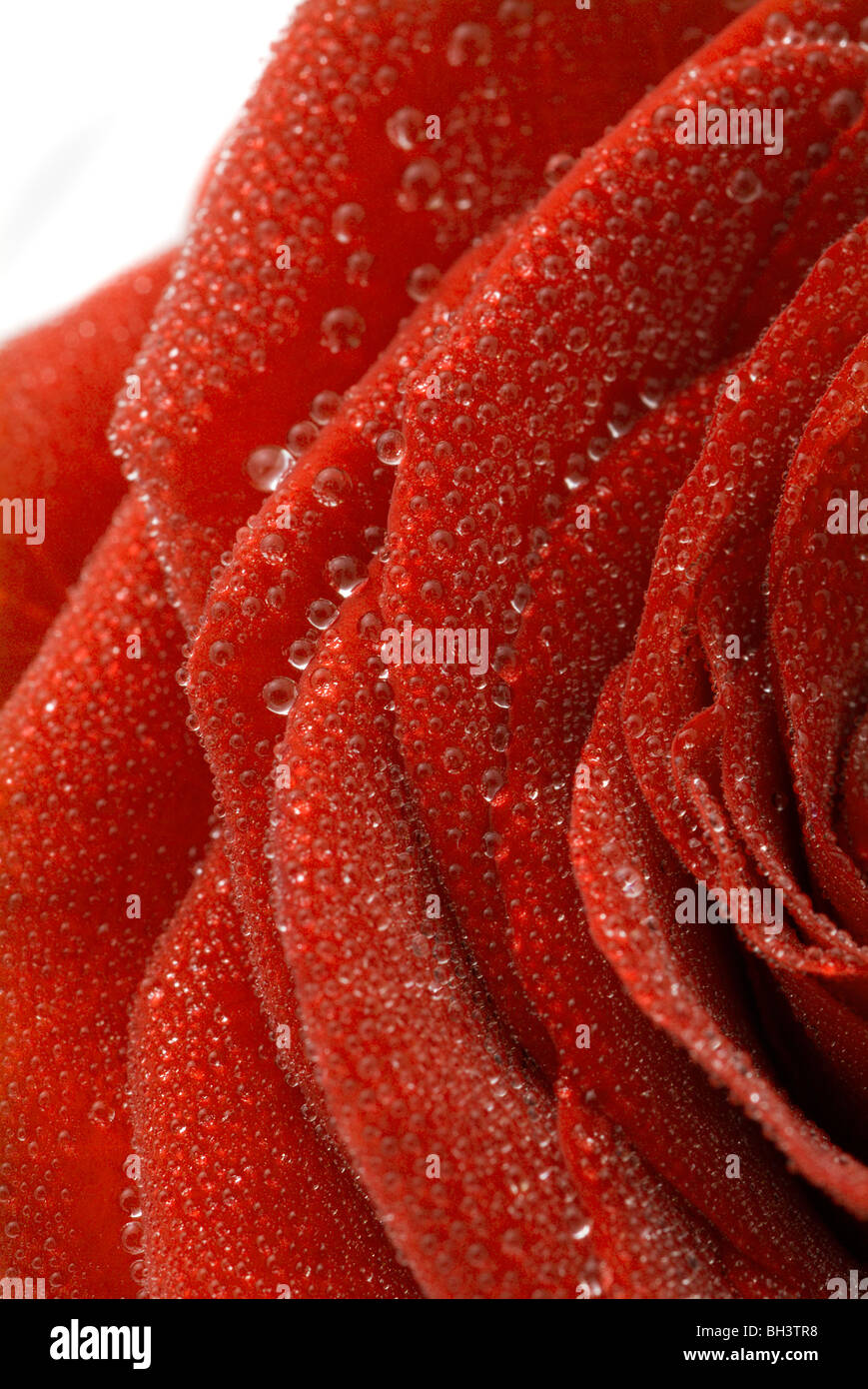 Flower of a rose with drops Stock Photo - Alamy