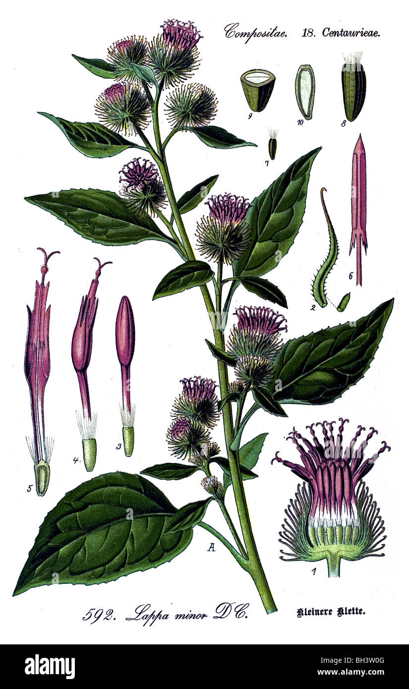 Lesser Burdock, plant, plants Stock Photo - Alamy