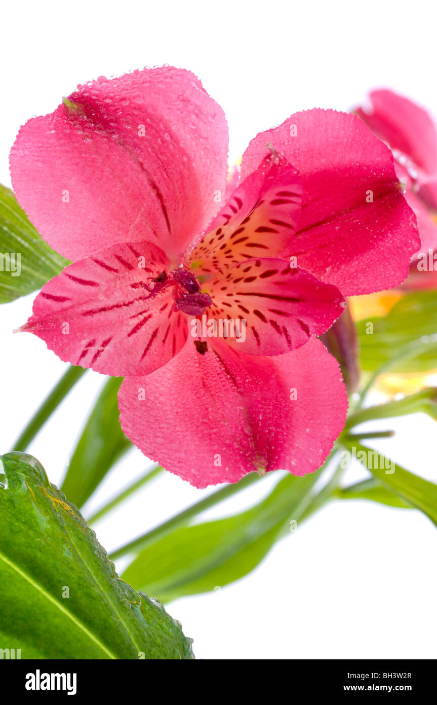 Alstroemeria/ Flower Isolation on white Stock Photo - Alamy