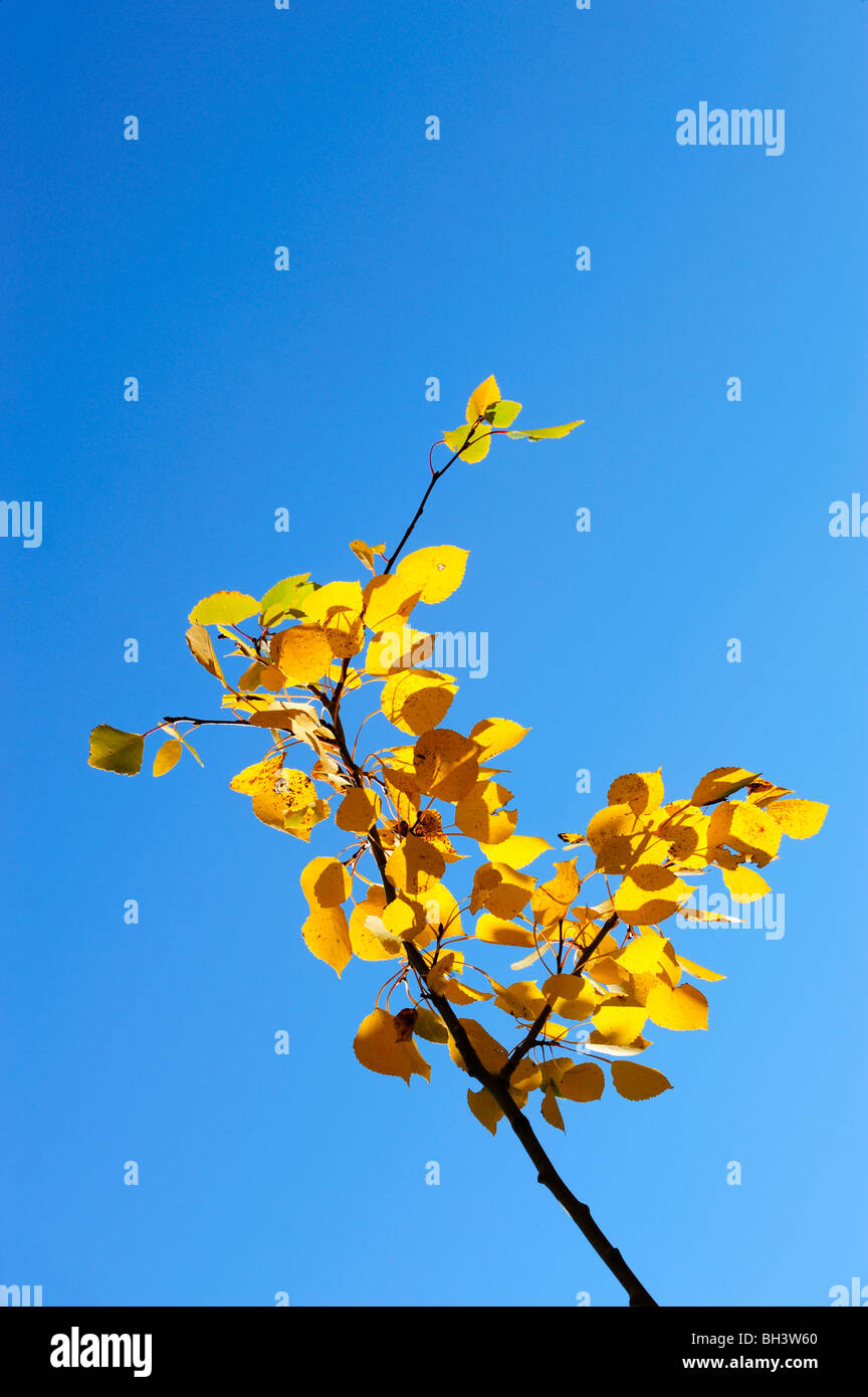 Trembling aspen (Populus tremuloides) leaves in autumn colour ...