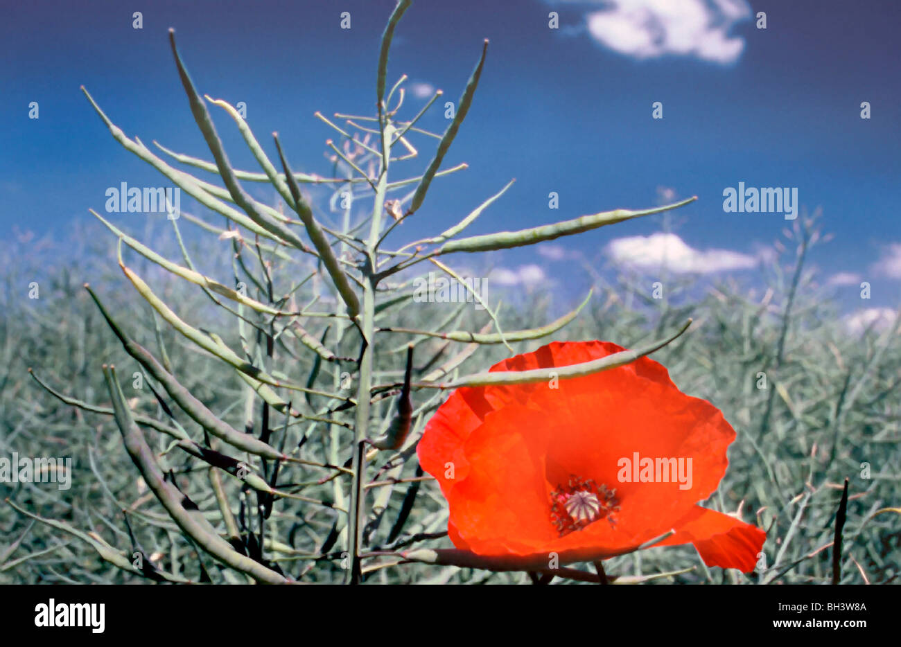 Red poppy (papaver rhoeas) in field of oil-seed rape plants Stock Photo ...