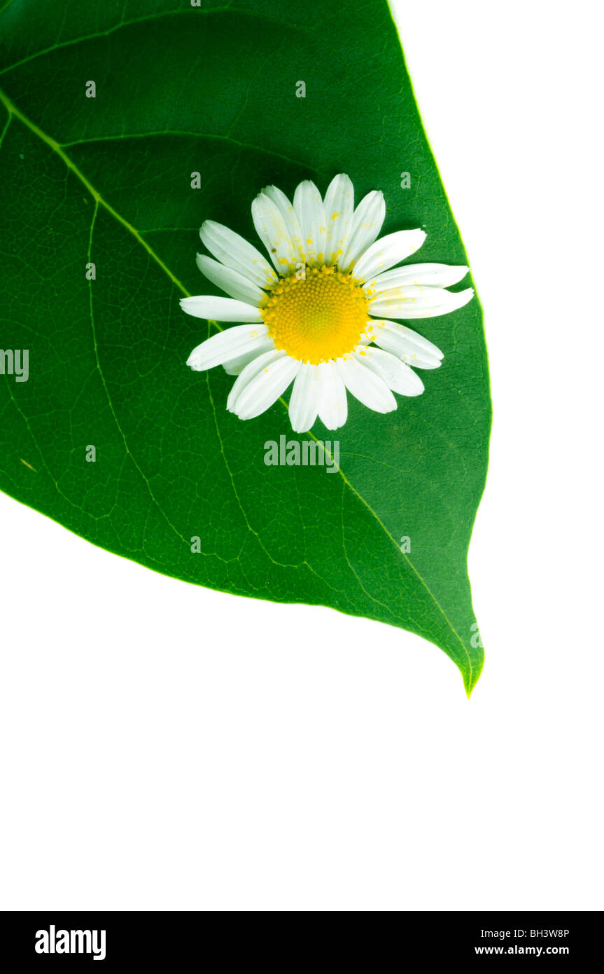 Camomile and leaves Stock Photo - Alamy