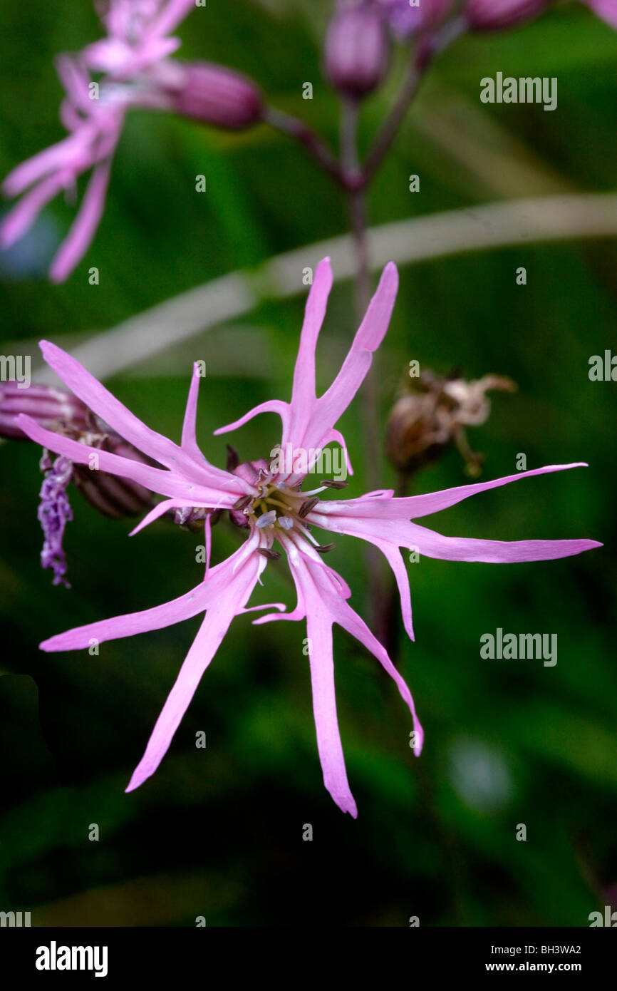 Ragged robins (Lychnis flo-cuculi Stock Photo - Alamy
