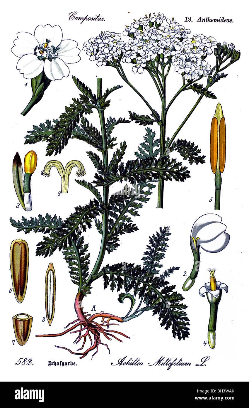 common yarrow, gordaldo, nosebleed plant, old mans pepper, devils ...