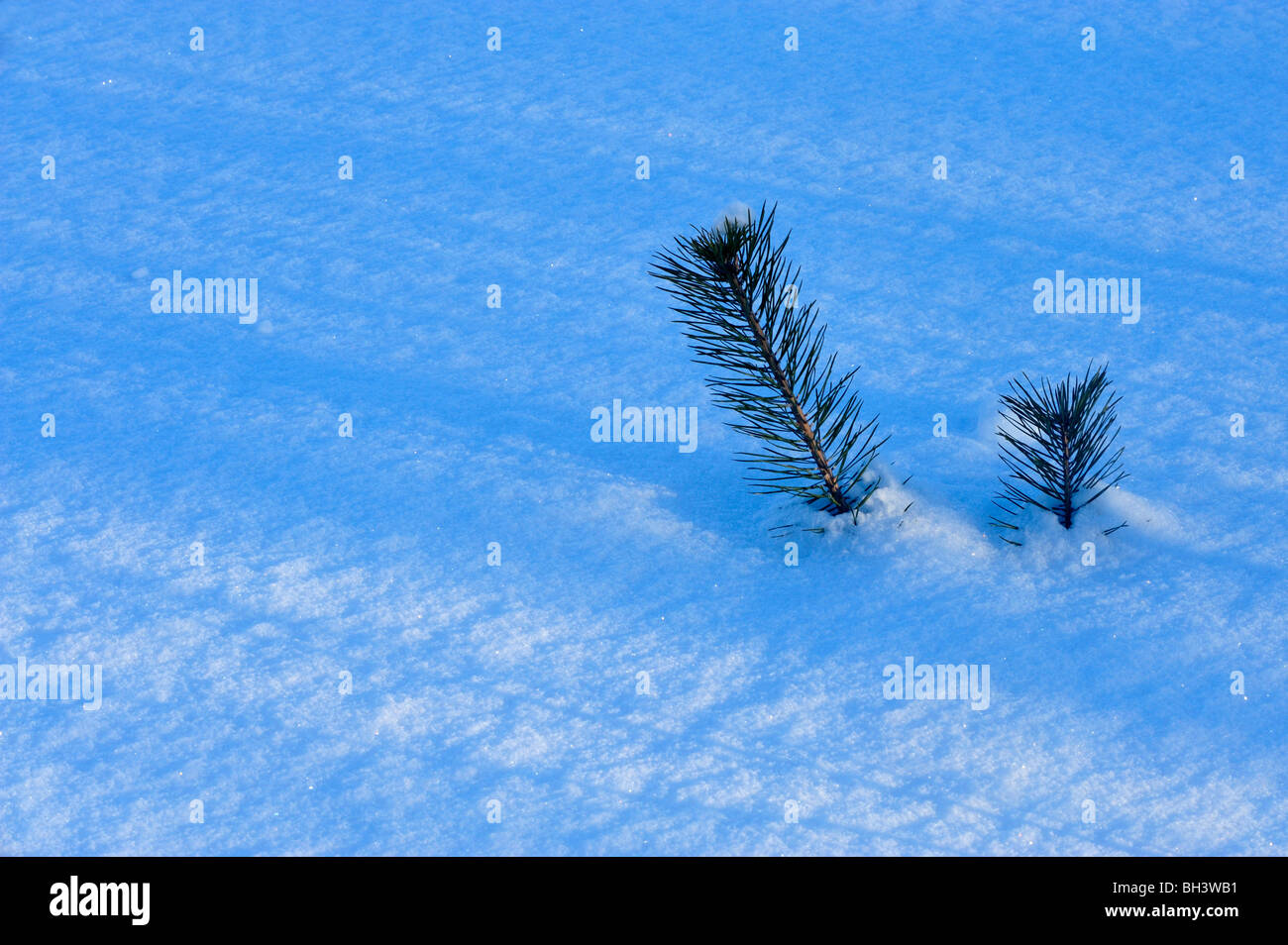 White spruce (Picea glauca) sapling protruding from fresh snow, Greater ...