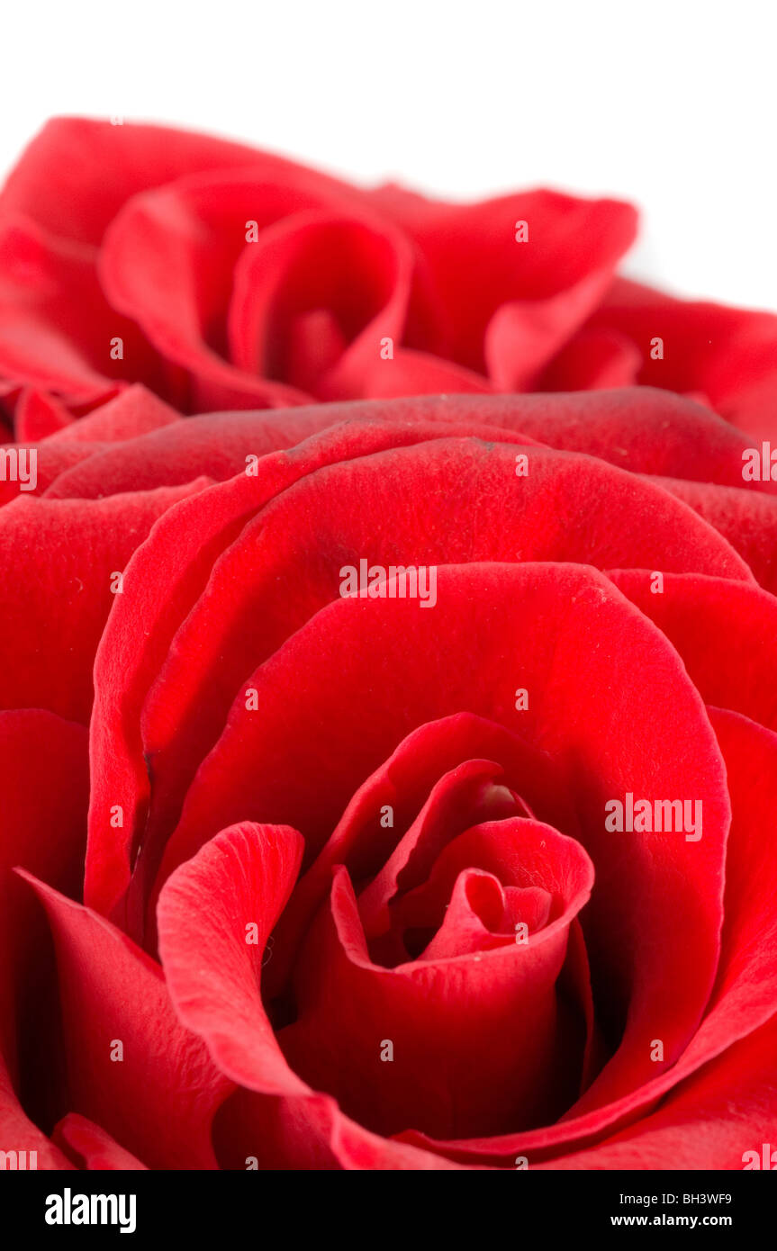 red Rose macro/ background flower Stock Photo - Alamy