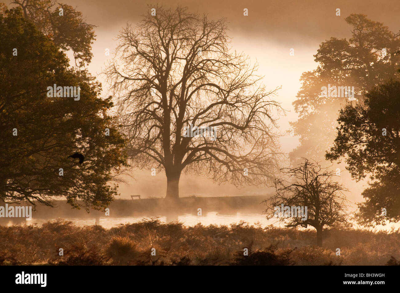 Early morning misty scene in Richmond Park London Stock Photo - Alamy