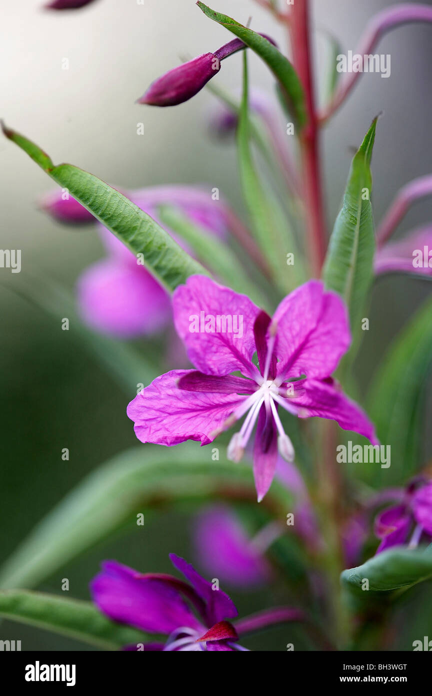 Rosebay willowherb hi-res stock photography and images - Alamy
