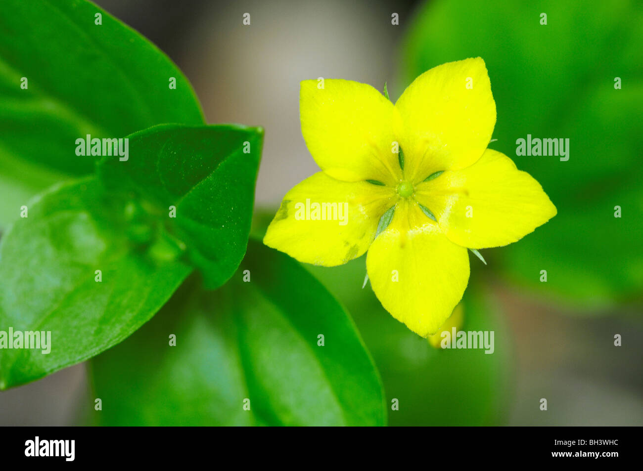 Primulaceae pimpernel hi-res stock photography and images - Alamy