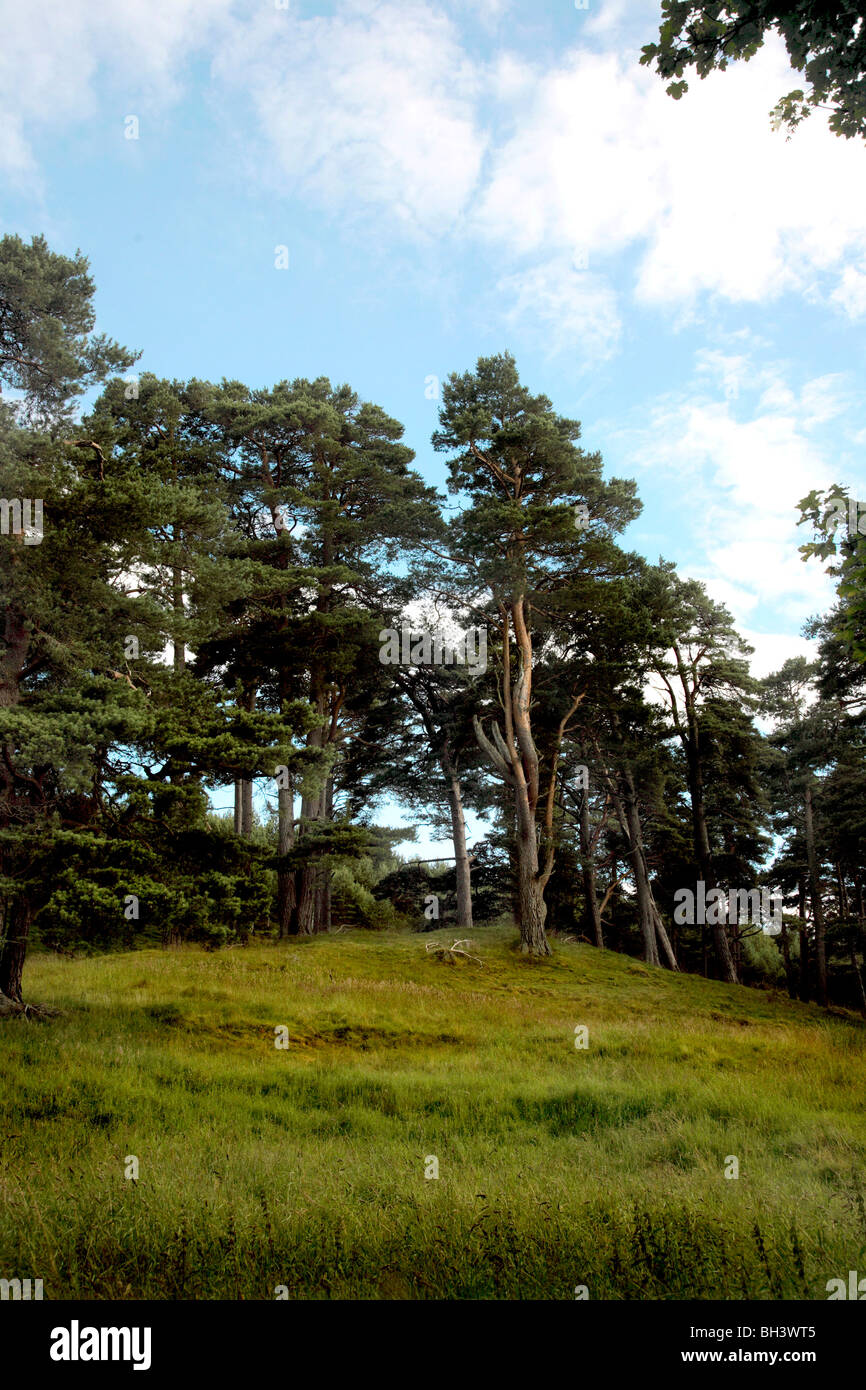 Tanar High Resolution Stock Photography and Images - Alamy