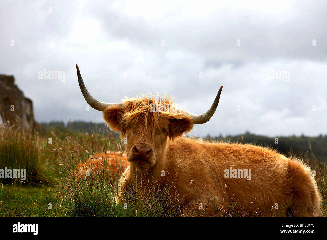 Highland cattle on skye hi-res stock photography and images - Alamy