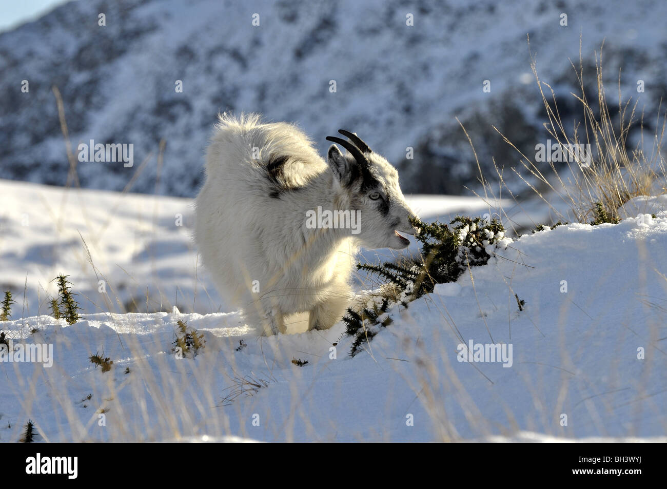 Feral Goat Gwern Gof Uchaf Tryfan Gwynedd North Wales Stock Photo - Alamy