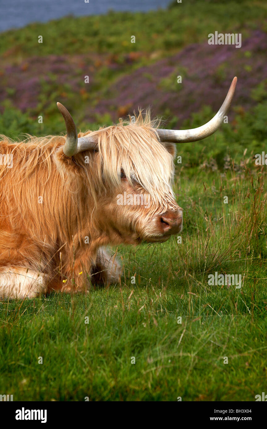 Highland cattle on Skye Stock Photo - Alamy