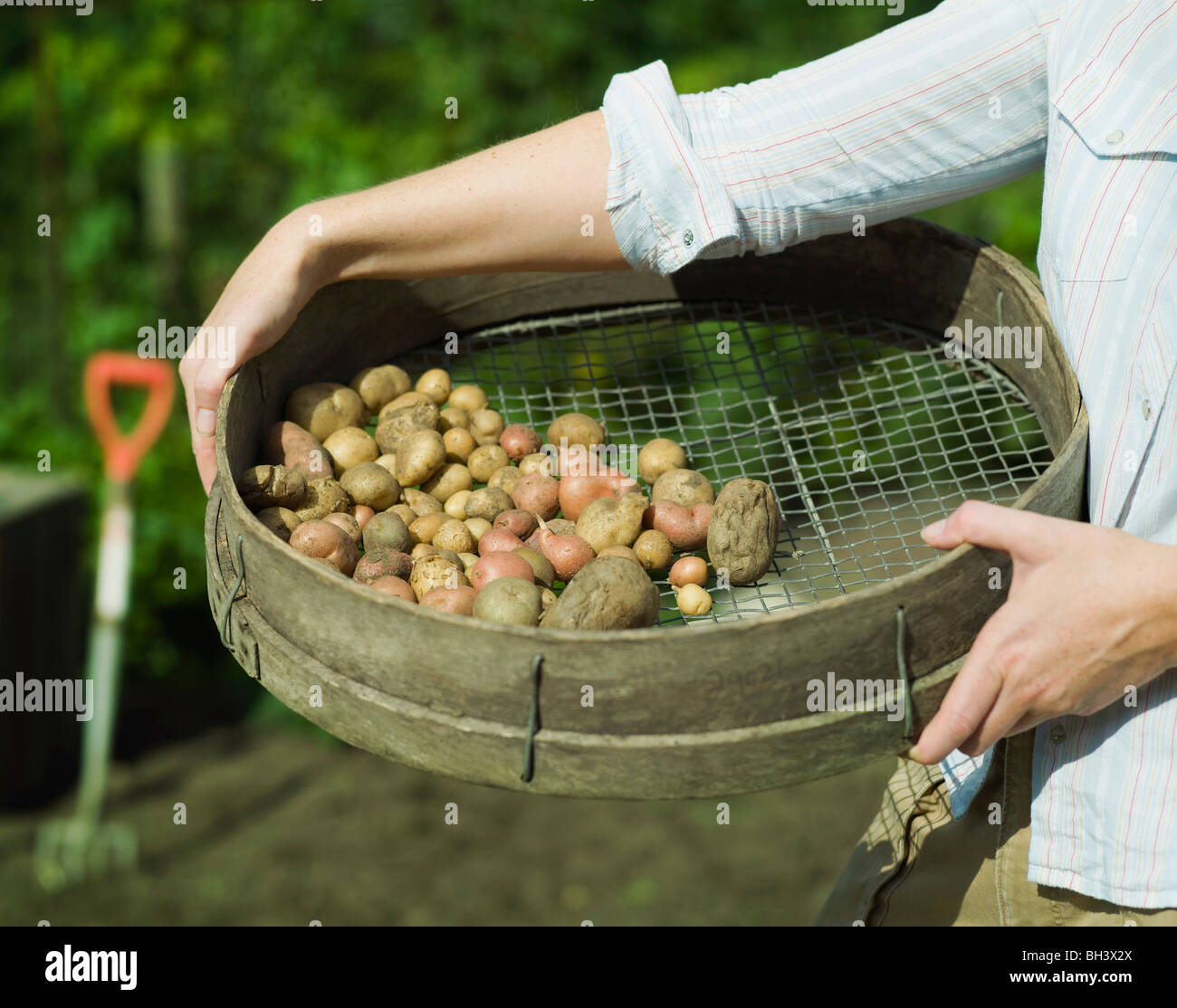 Potato sieve hi-res stock photography and images - Alamy