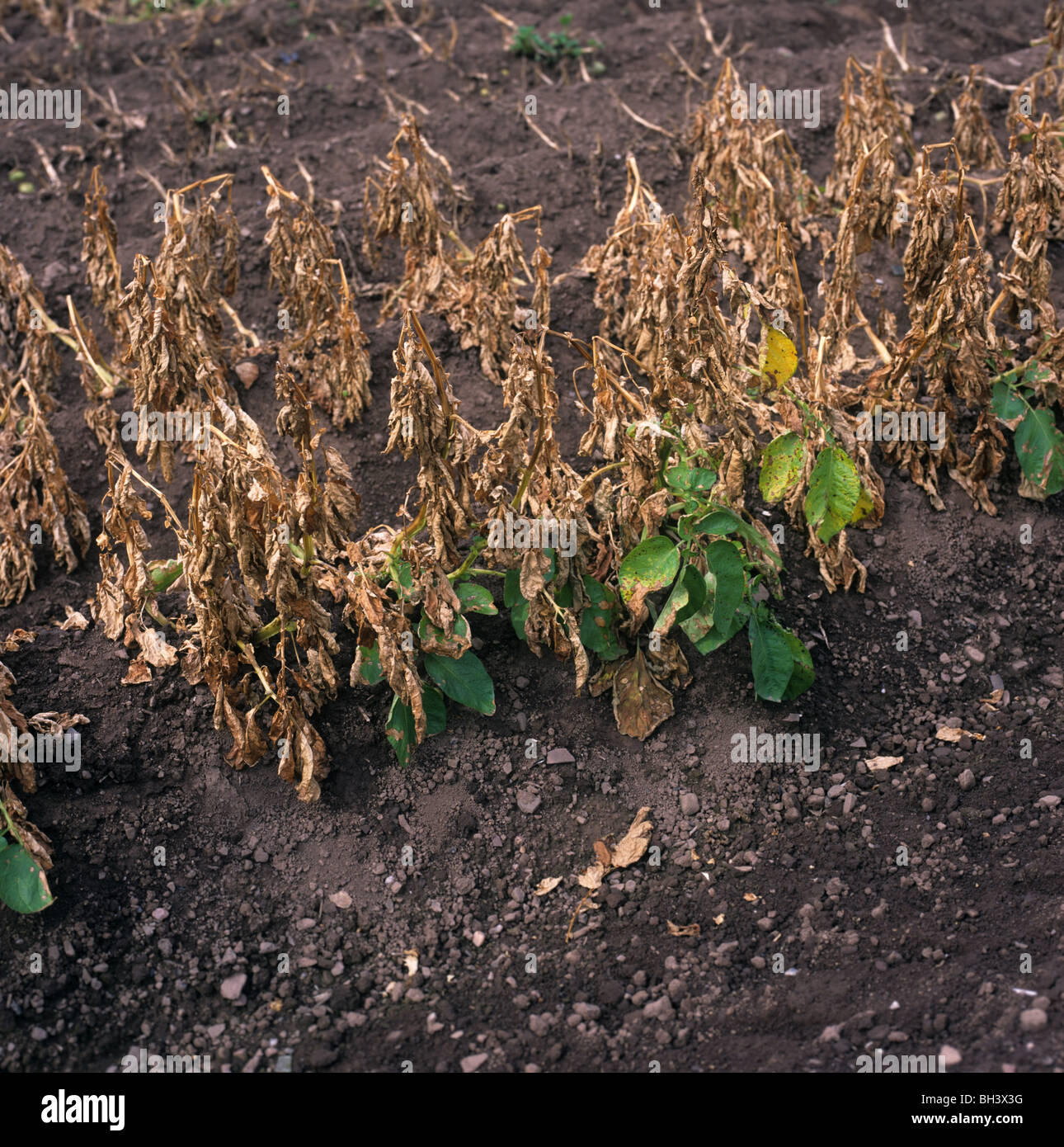 Haulm and leaves hi-res stock photography and images - Alamy