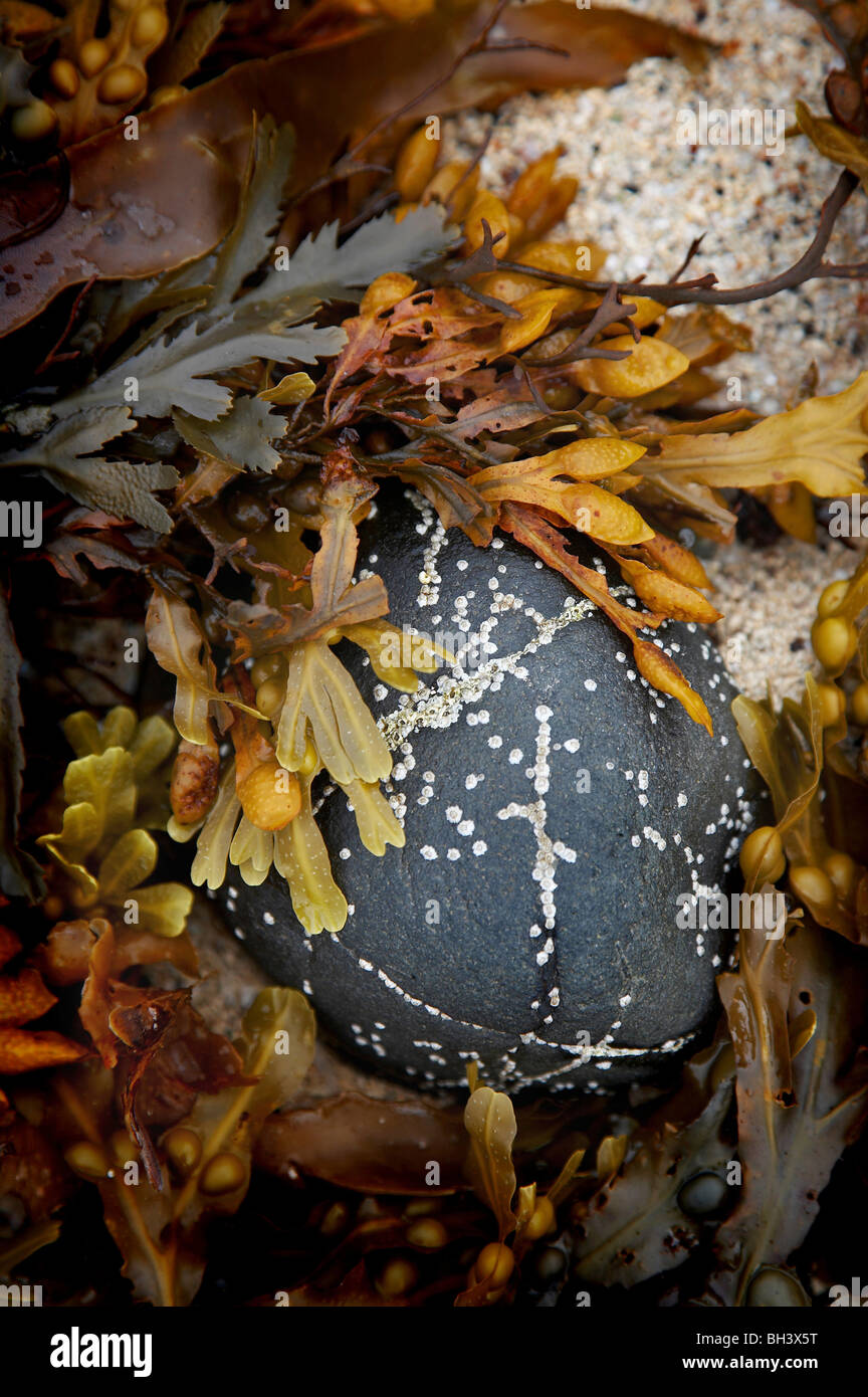 Mixed seaweed along Trotternish coastline on Skye Stock Photo - Alamy