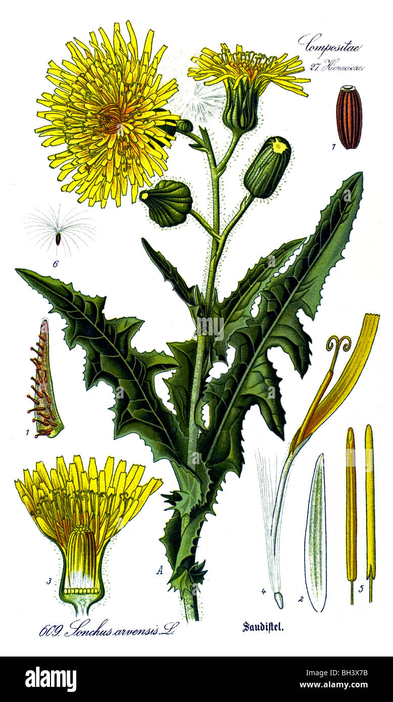 Corn Sow Thistle, Dindle, Field Sow Thistle, Gutweed, Swine Thistle ...